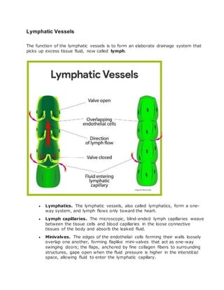 The lymphatic system | DOCX