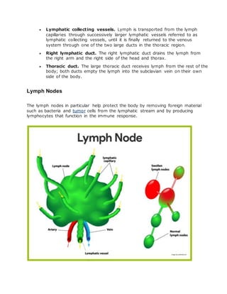 The lymphatic system | DOCX