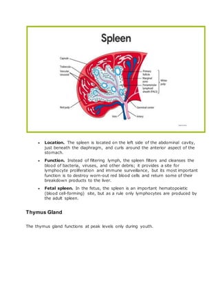 The lymphatic system | DOCX