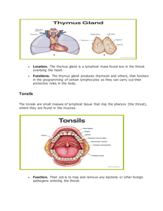 The lymphatic system | DOCX