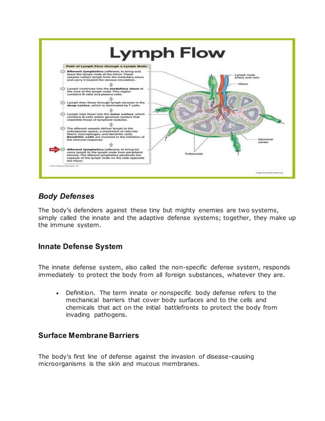 The lymphatic system | PDF