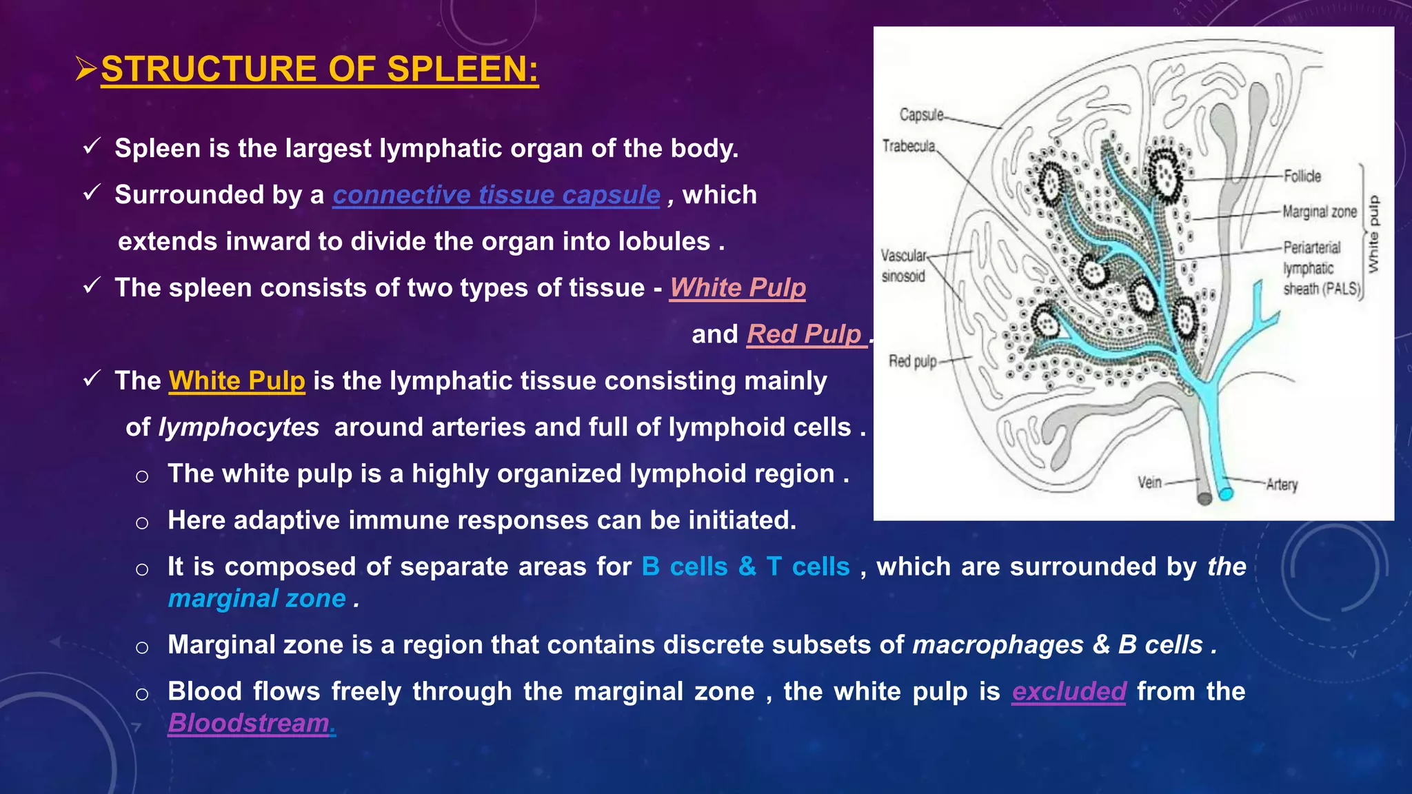 THE LYMPHATIC SYSTEM// LYMPH CIRCULATION//LYMPH VESSELS// LYMPH ORGANS ...