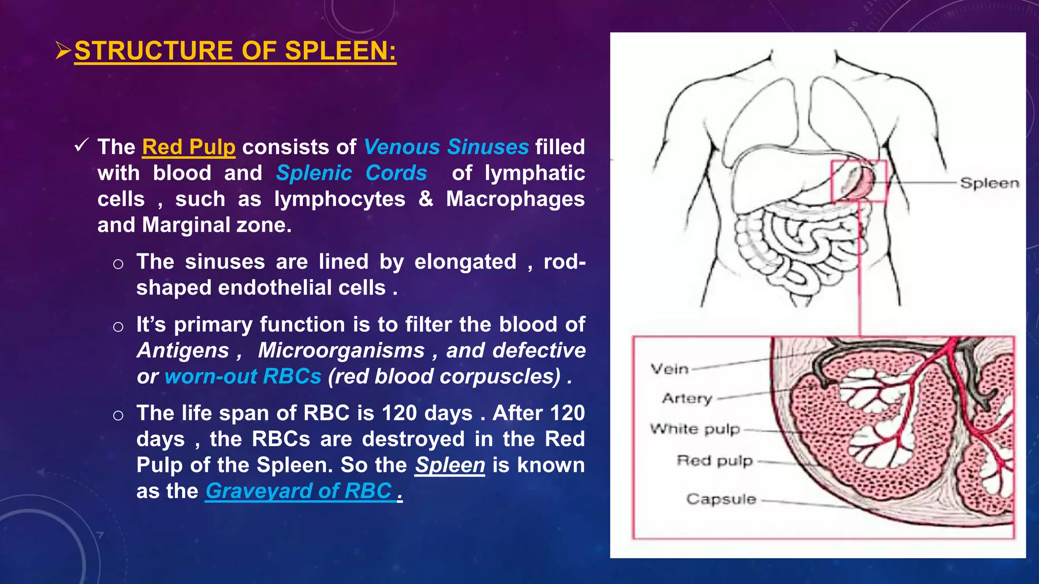 THE LYMPHATIC SYSTEM// LYMPH CIRCULATION//LYMPH VESSELS// LYMPH ORGANS ...