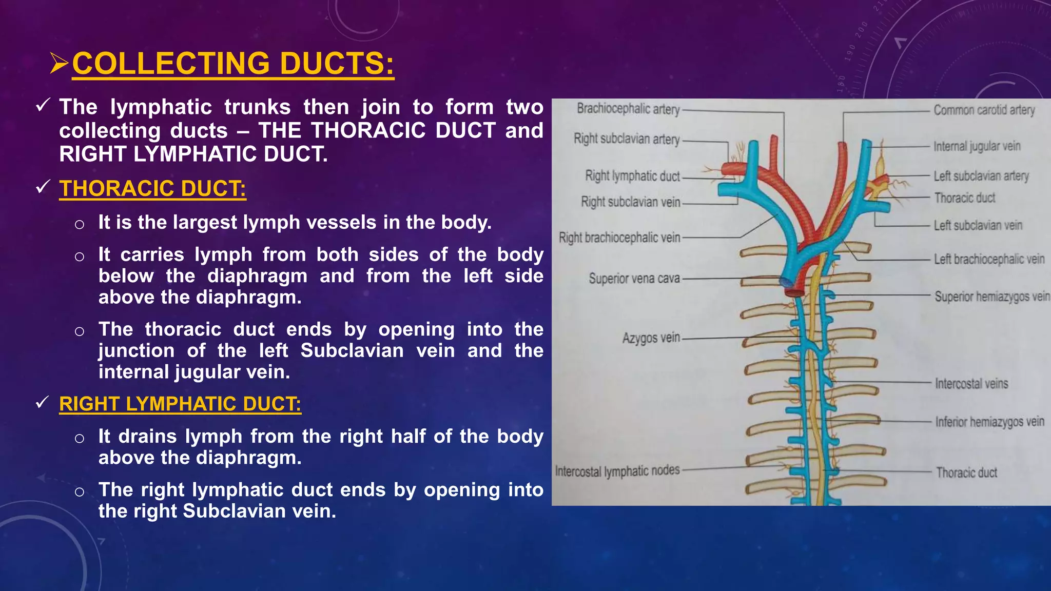 THE LYMPHATIC SYSTEM// LYMPH CIRCULATION//LYMPH VESSELS// LYMPH ORGANS ...