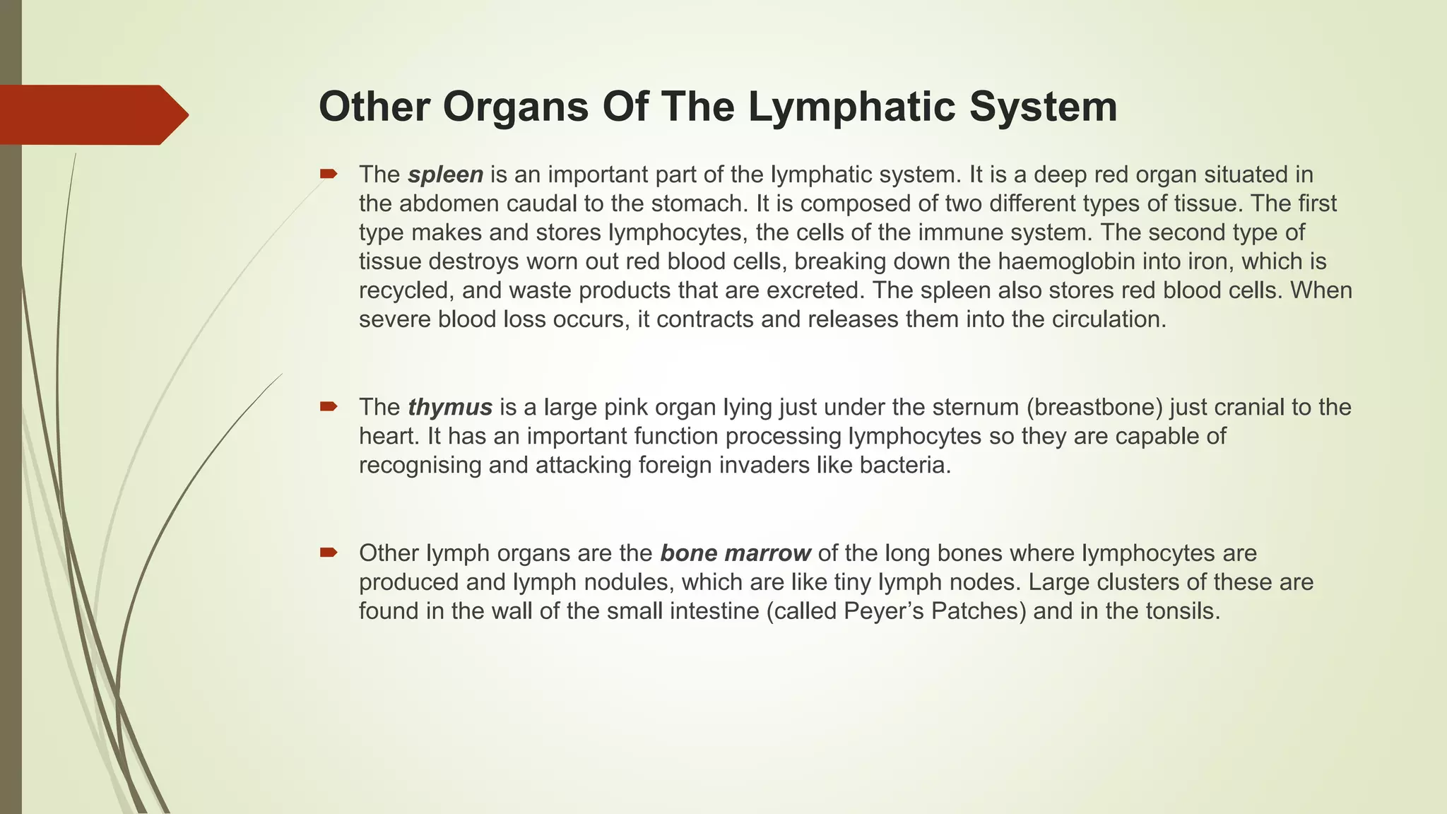 THE LYMPHATIC SYSTEM.pptx