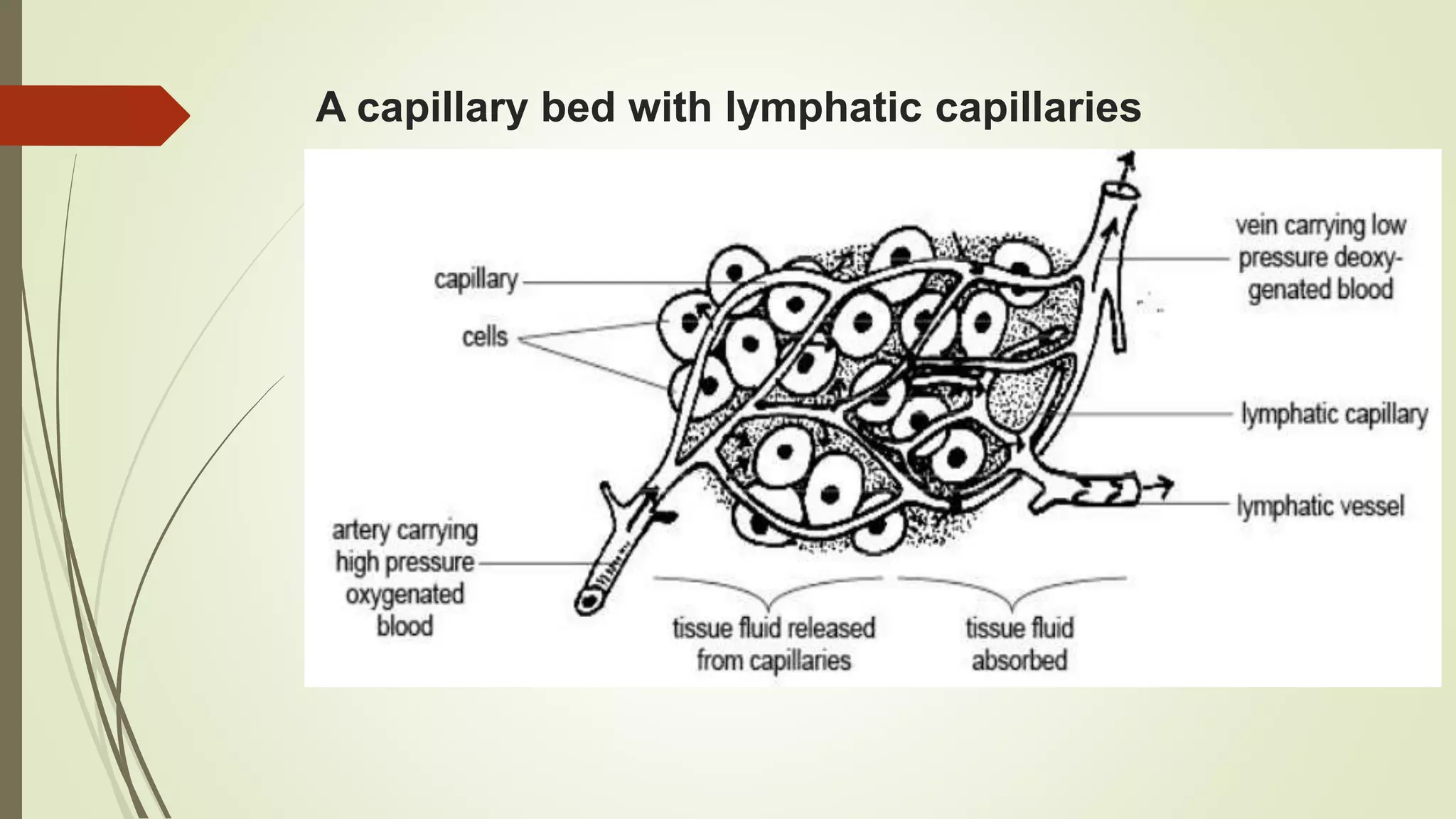 THE LYMPHATIC SYSTEM.pptx