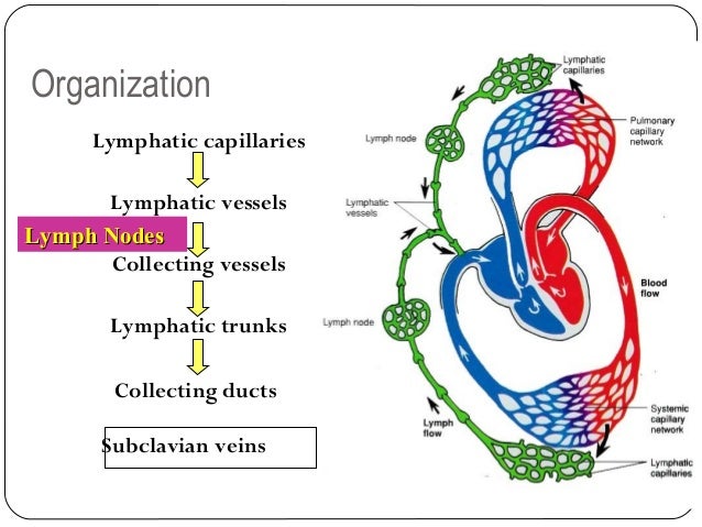 The lymphatic system 08