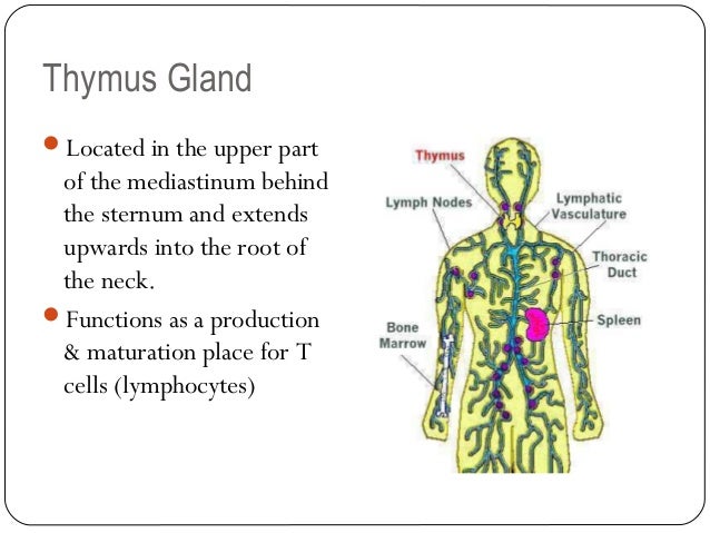 Thymus Purpose
