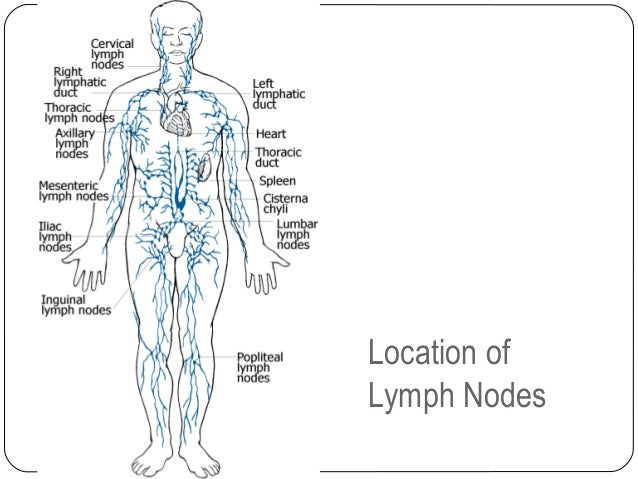 The lymphatic system 08