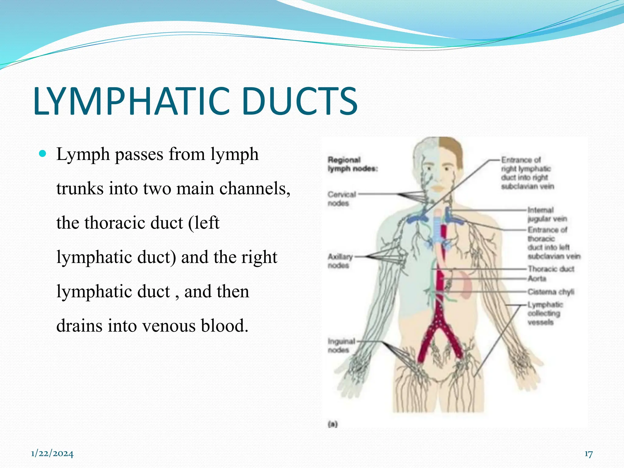 The Lymphatic System and Immunity.pptx lecture | PPT