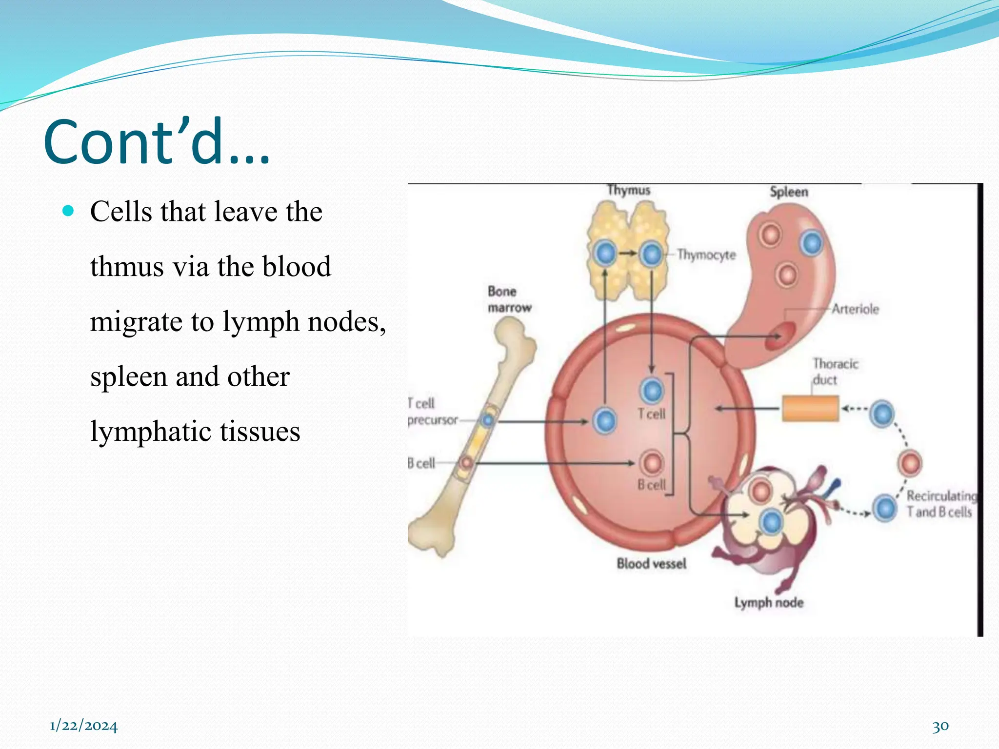 The Lymphatic System and Immunity.pptx lecture | PPT