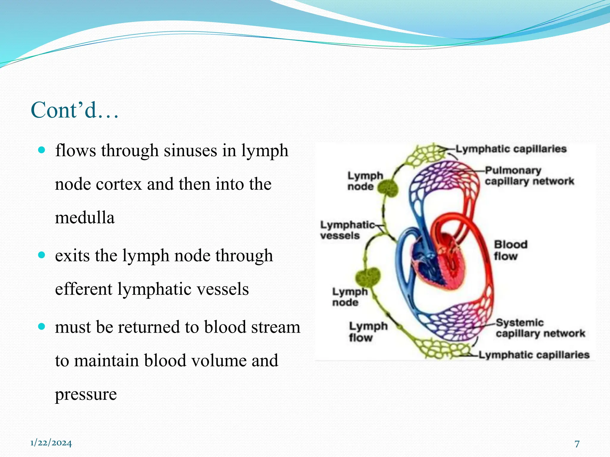 The Lymphatic System and Immunity.pptx lecture | PPT