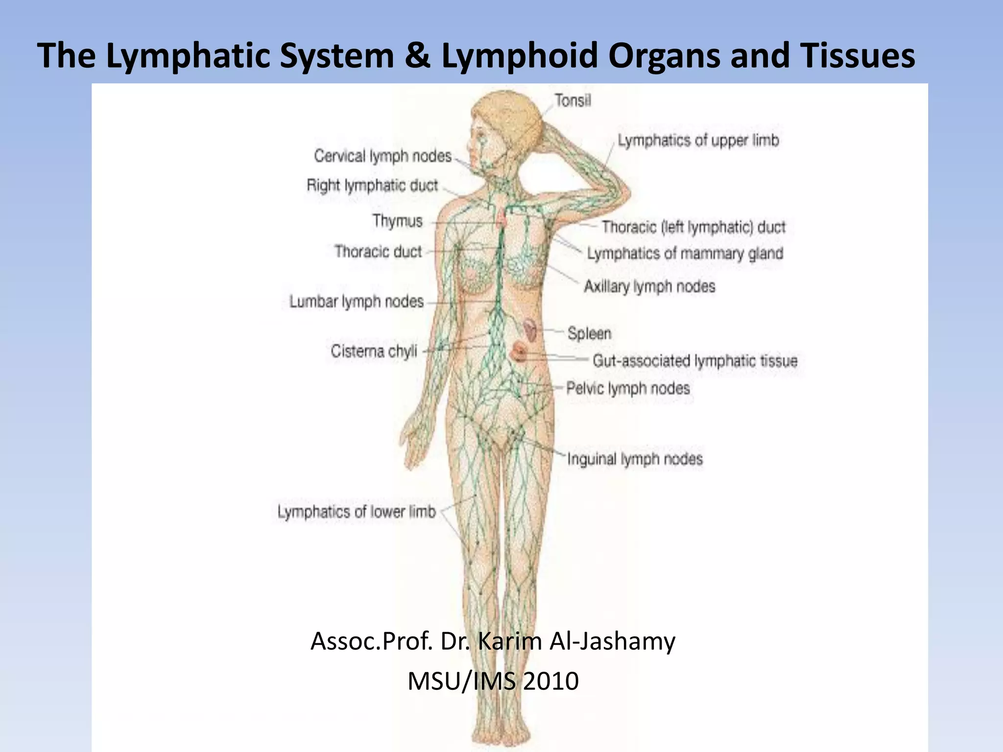 The Lymphatic System & Lymphoid Organs And Tissues | PPT