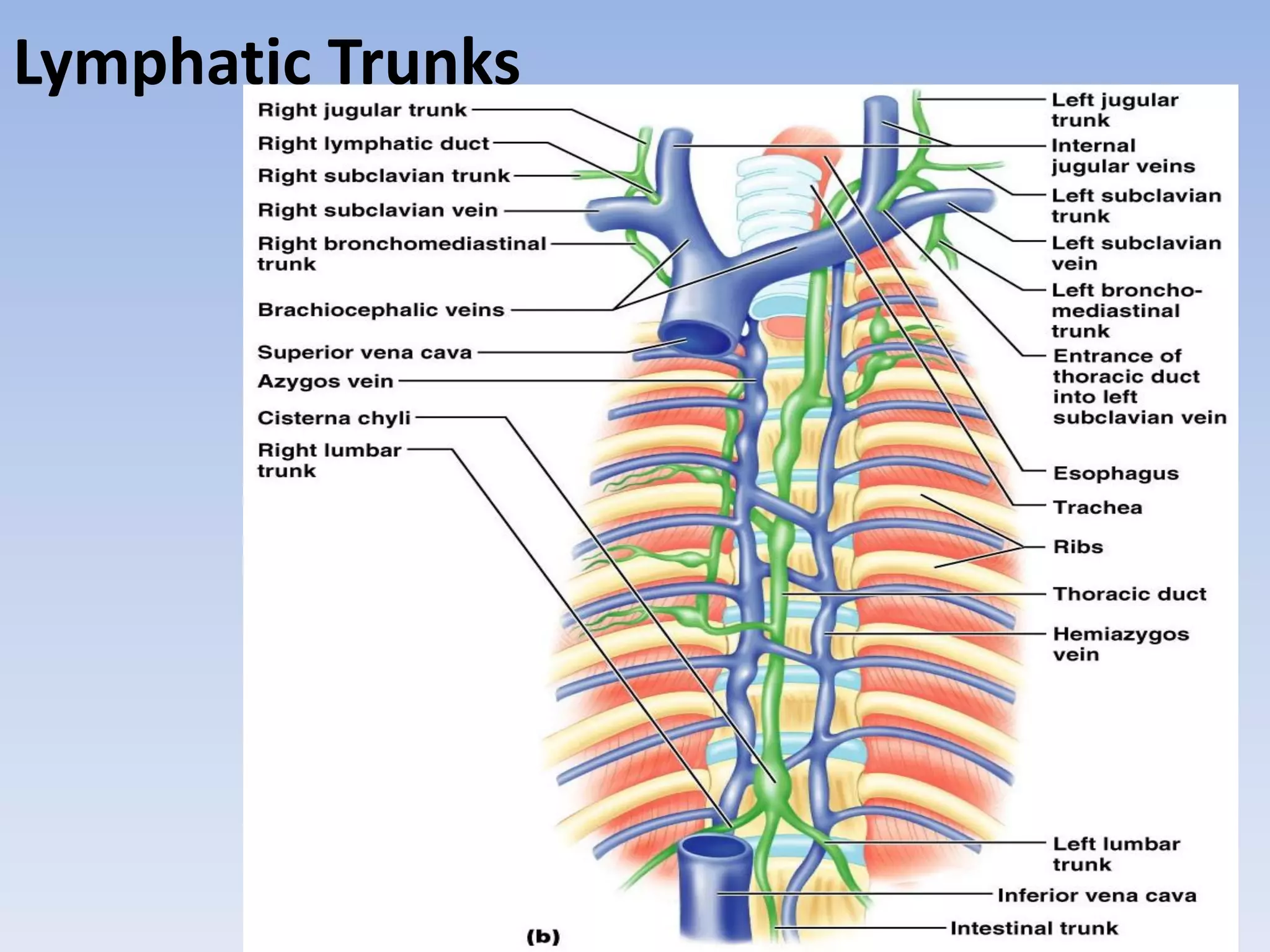 The Lymphatic System & Lymphoid Organs And Tissues | PDF
