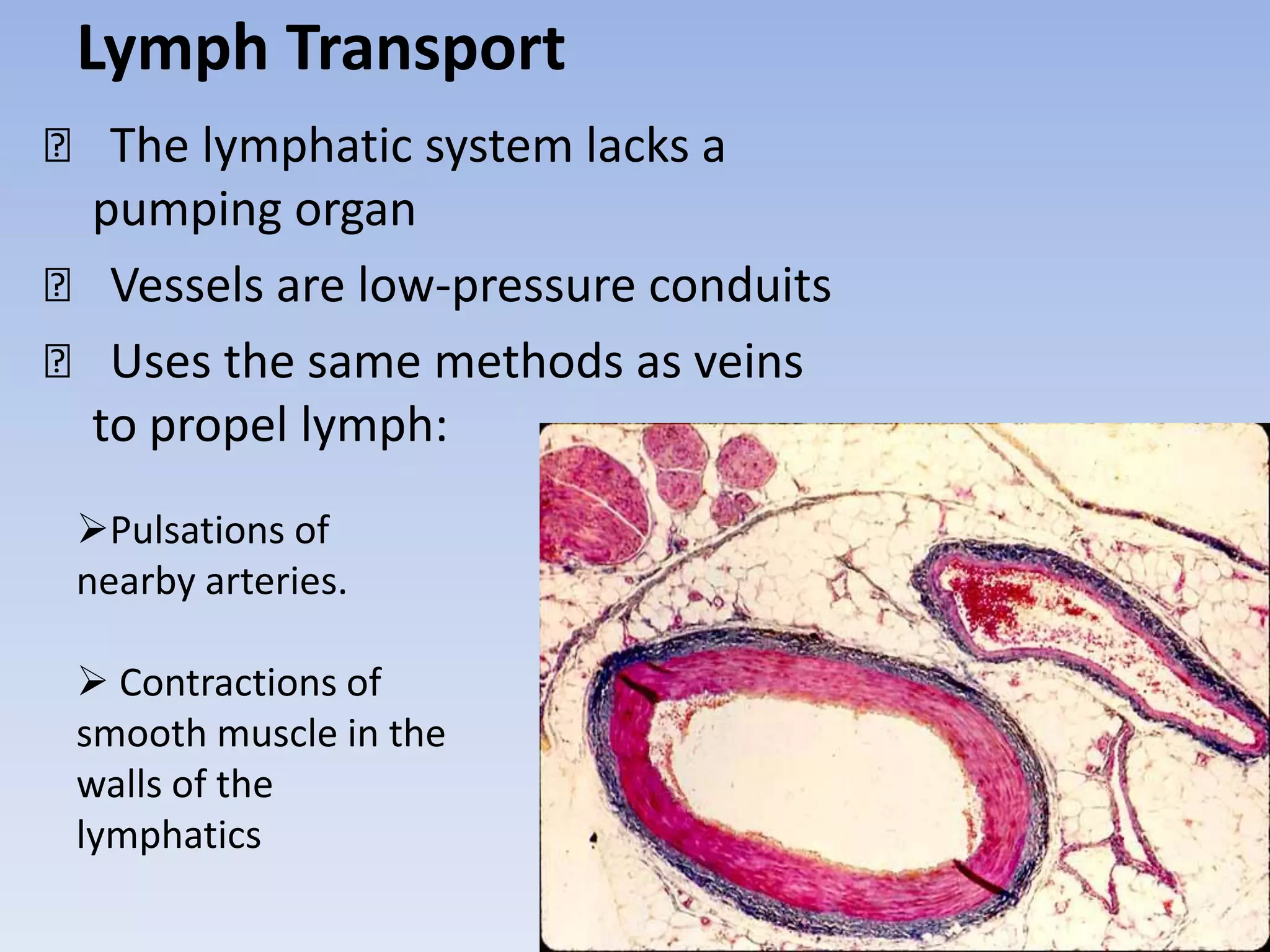The Lymphatic System & Lymphoid Organs And Tissues | PDF