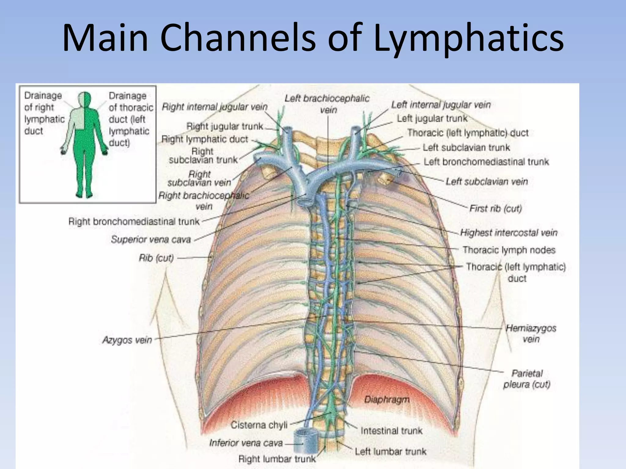 The Lymphatic System & Lymphoid Organs And Tissues | PDF