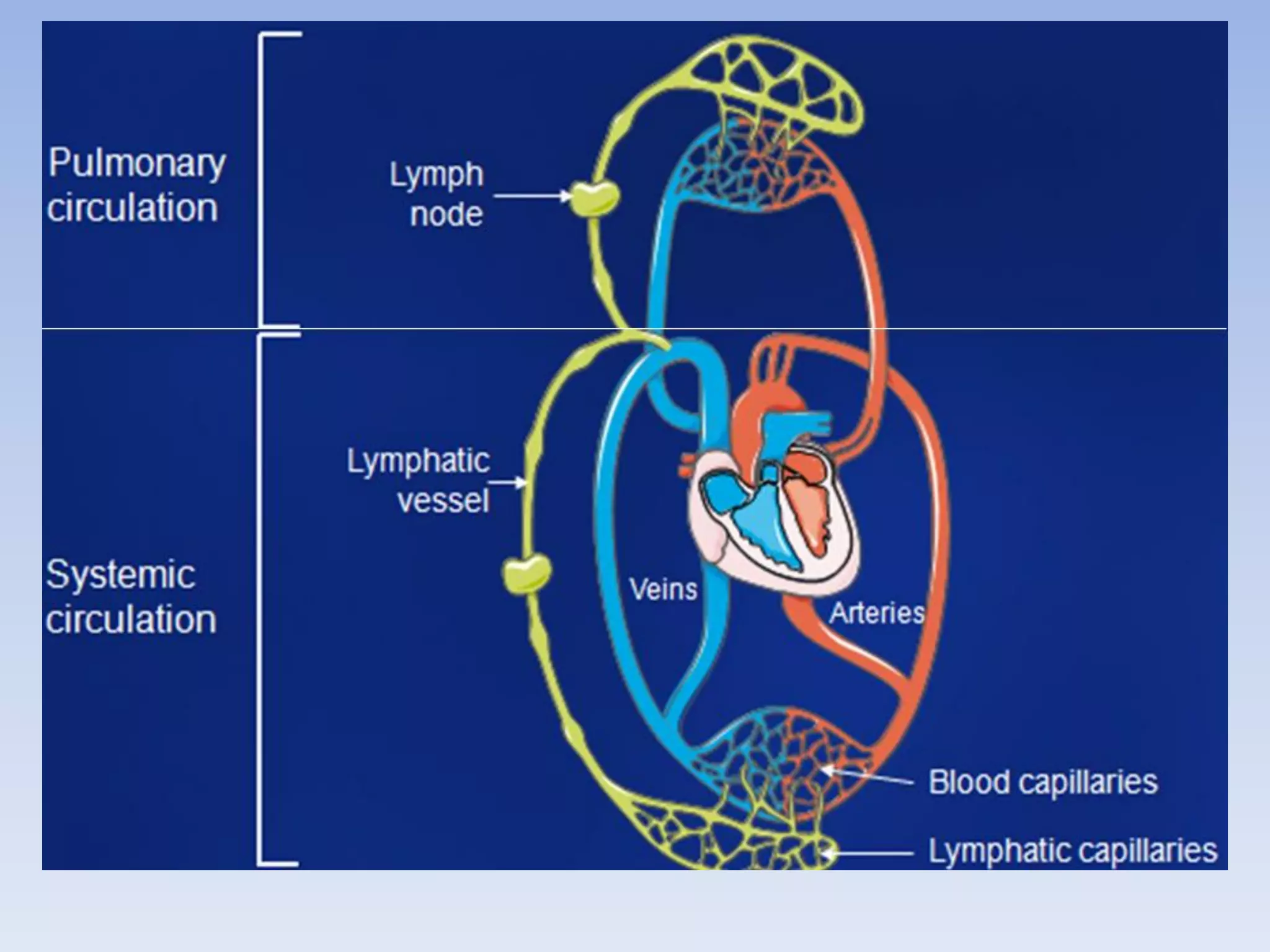 The Lymphatic System & Lymphoid Organs And Tissues | PDF