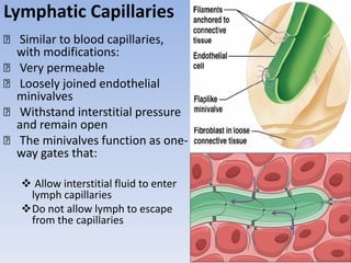 The Lymphatic System & Lymphoid Organs And Tissues | PPT