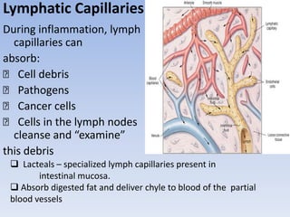 The Lymphatic System & Lymphoid Organs And Tissues | PDF