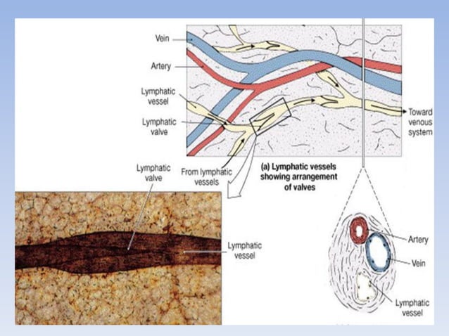 The Lymphatic System & Lymphoid Organs And Tissues | PPT