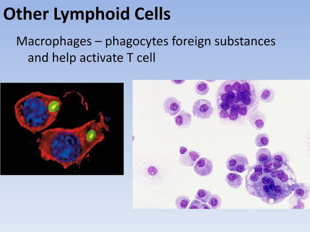 The Lymphatic System & Lymphoid Organs And Tissues | PPT