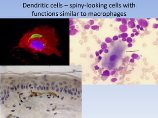 The Lymphatic System & Lymphoid Organs And Tissues | PDF