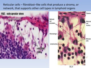 The Lymphatic System & Lymphoid Organs And Tissues | PDF