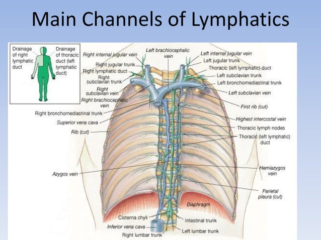 The Lymphatic System & Lymphoid Organs And Tissues | PPT