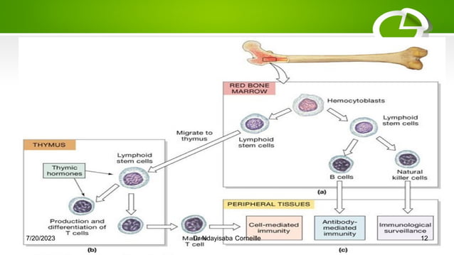 THEPHYSIOLOGY: LYMPHORETICULAR SYSTEM.pdf