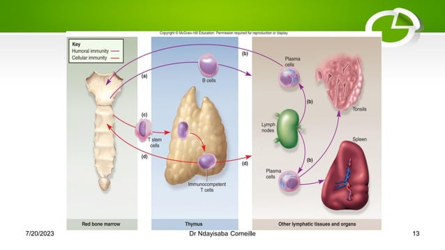 THEPHYSIOLOGY: LYMPHORETICULAR SYSTEM.pdf