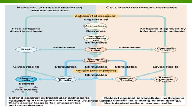 THEPHYSIOLOGY: LYMPHORETICULAR SYSTEM.pdf