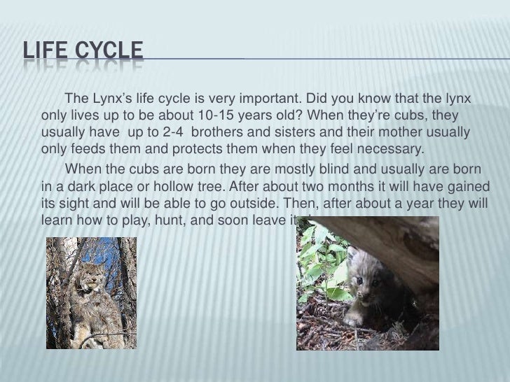 The Lynx Report