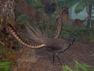 The Lyrebird | PPSX
