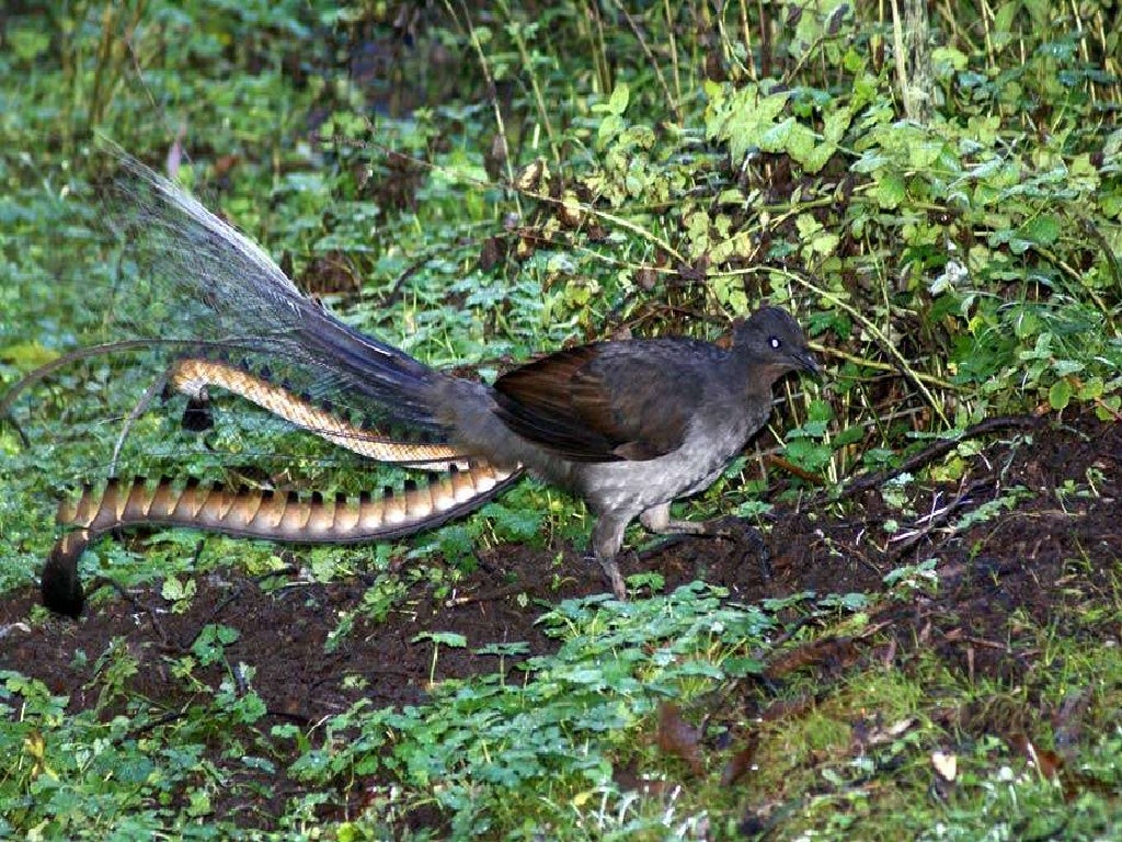 The Lyrebird