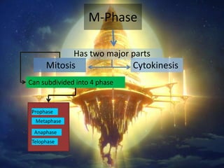 The m phase | PPTX