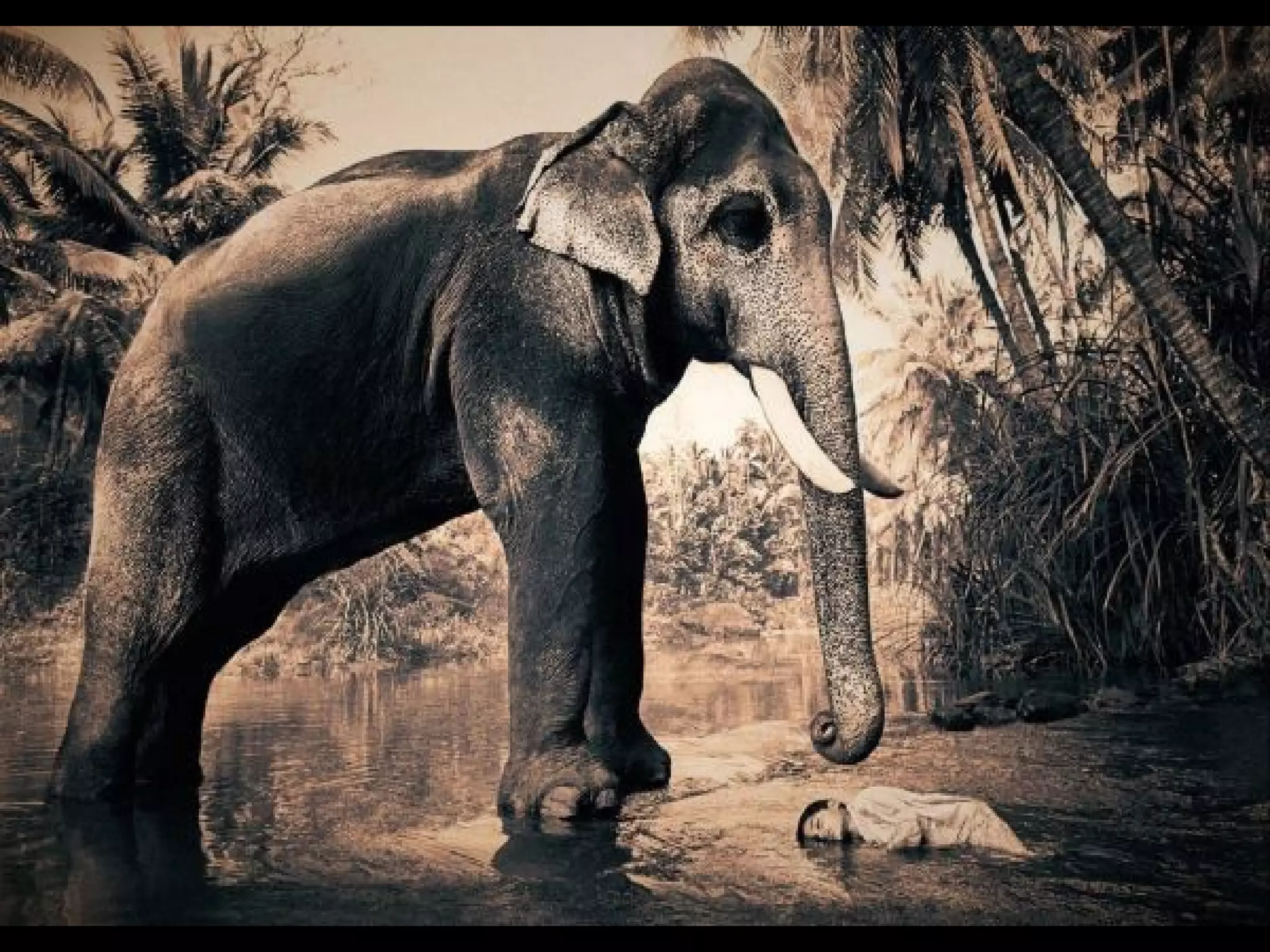 The Magic of the Photographer Gregory Colbert | PPS