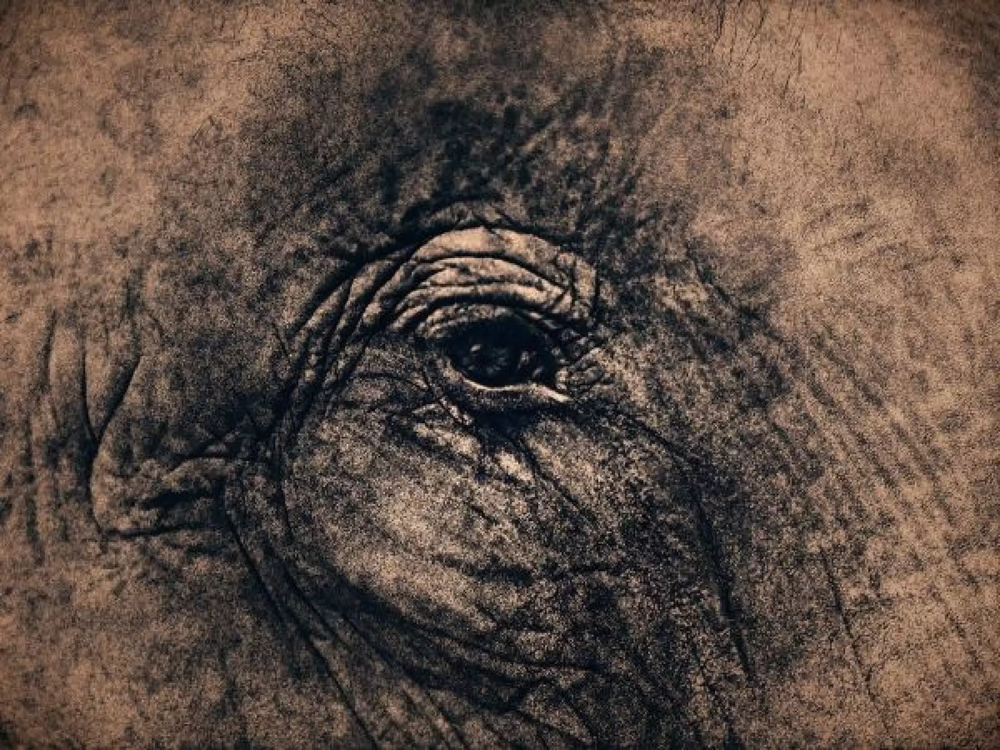 The Magic of the Photographer Gregory Colbert | PPS