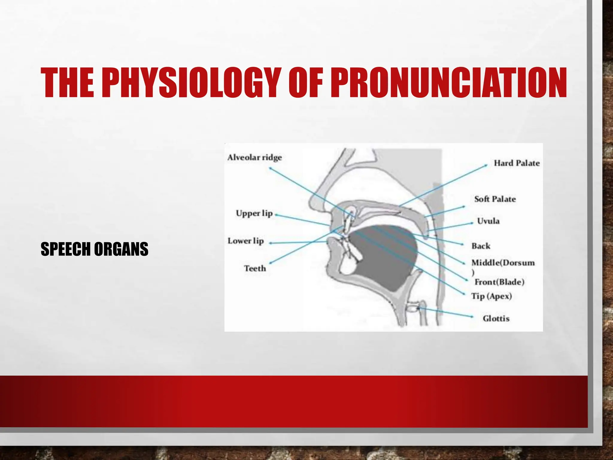 The Main Features of Pronunciation.pptx