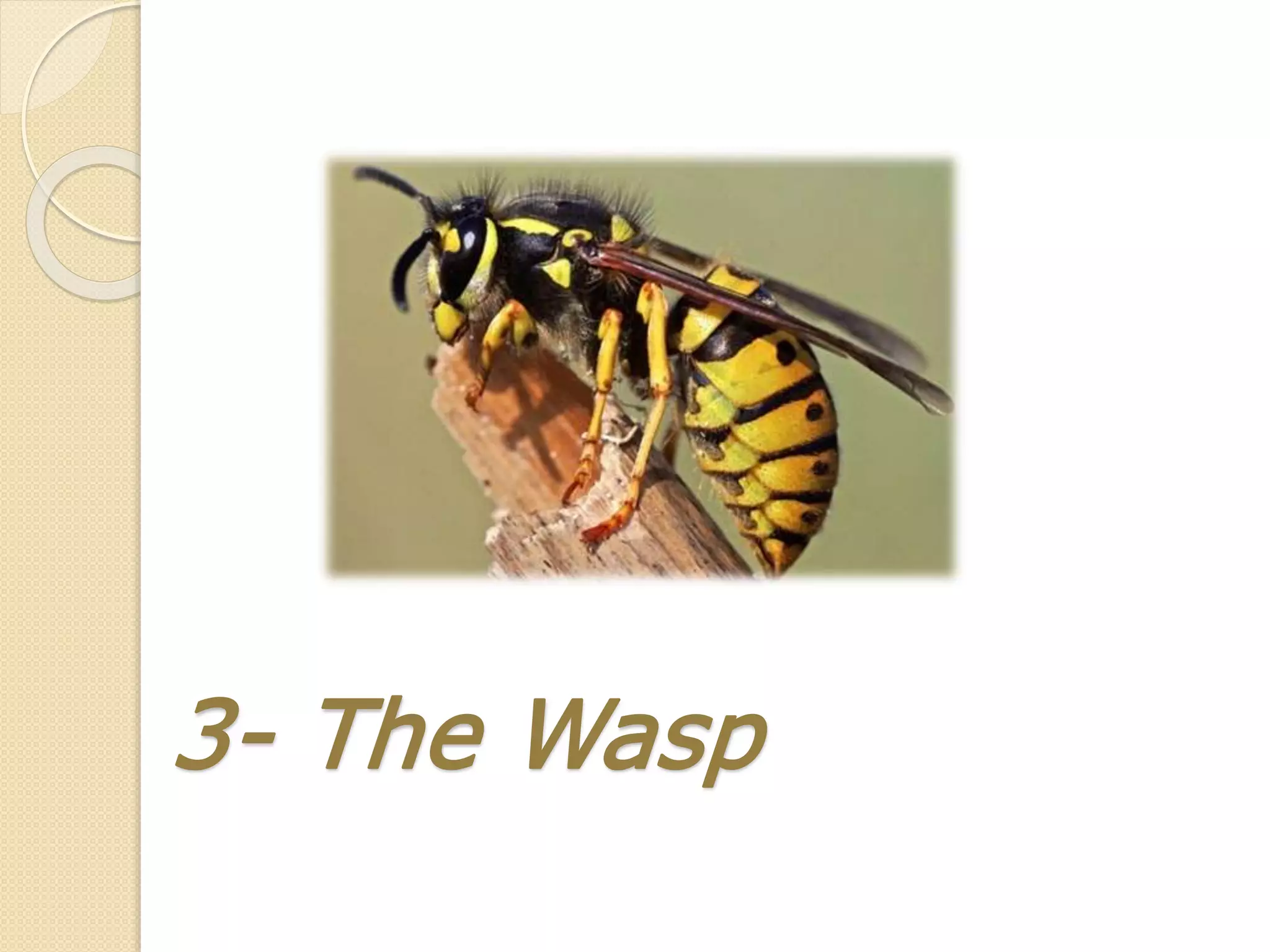 The main symbols in a passage to India | PPT