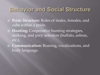 The Majestic Lions of the Savanna-1.pptx