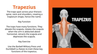 The Major Muscle Groups Explained in Detail | PPTX | Death, Injury, or ...