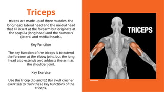 The Major Muscle Groups Explained in Detail | PPTX | Death, Injury, or ...