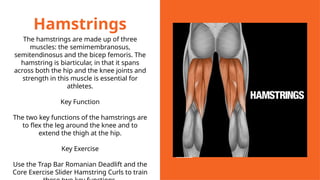 The Major Muscle Groups Explained in Detail | PPTX | Death, Injury, or ...