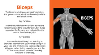 The Major Muscle Groups Explained in Detail | PPTX