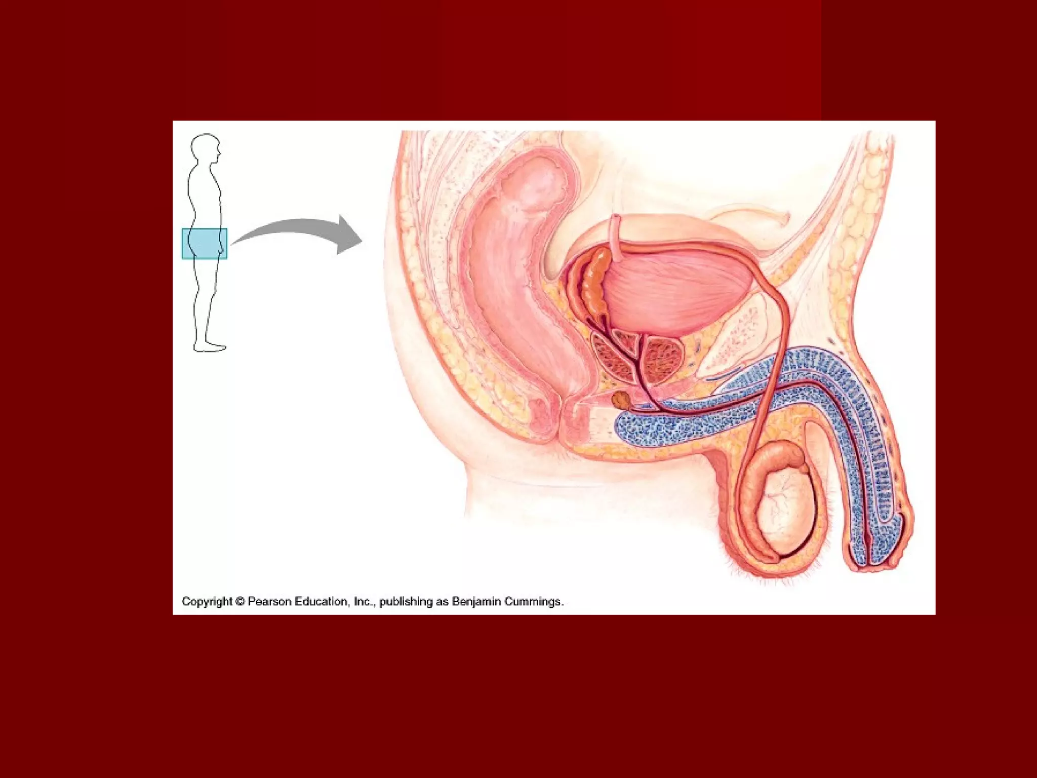 The male and female repro ib master | PPT