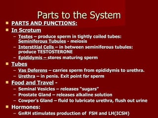 The male and female repro ib master | PPT