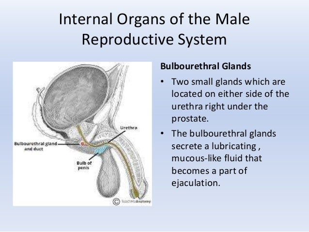 The male reproductive system