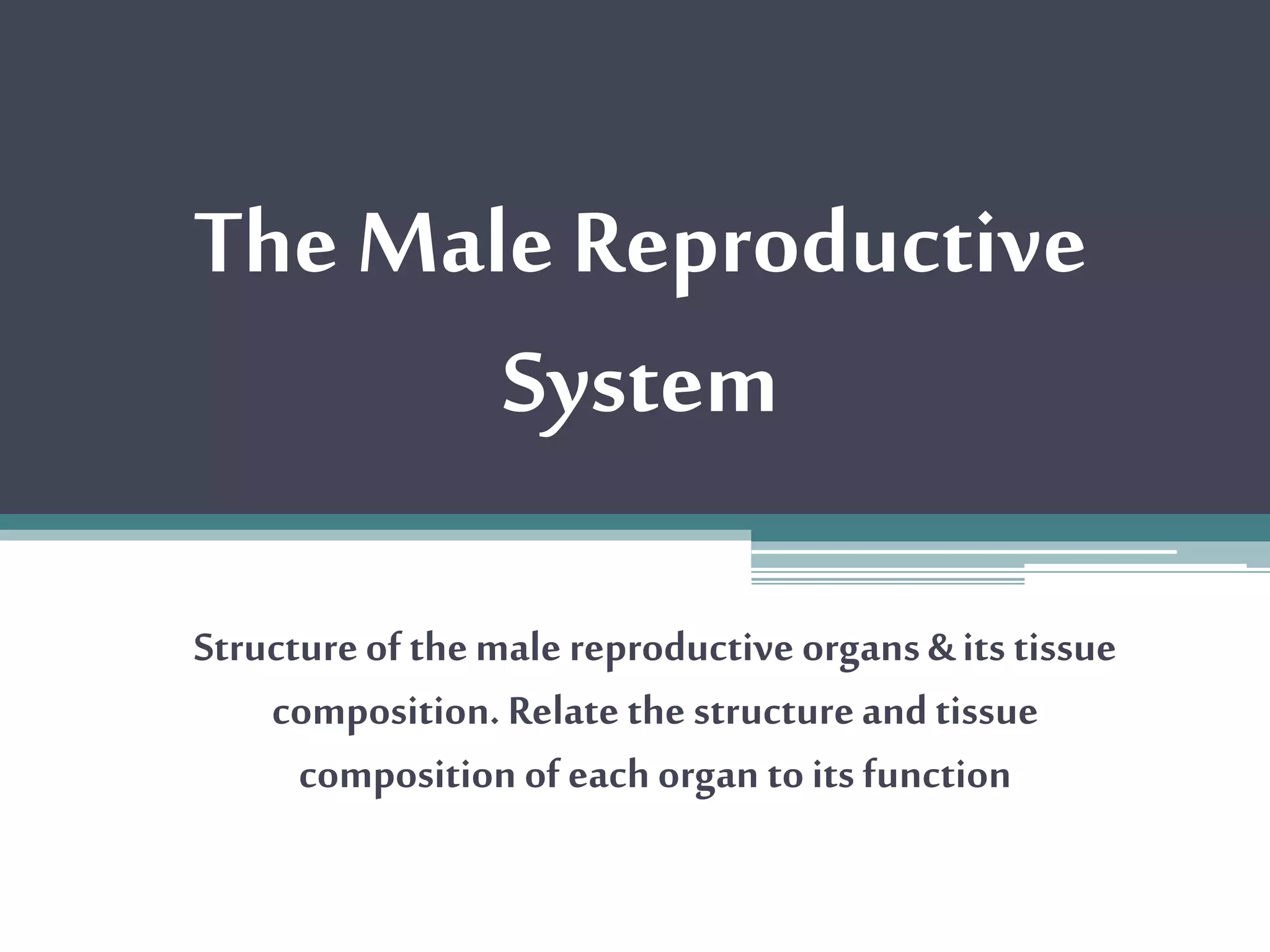 The Male Reproductive System | PPTX