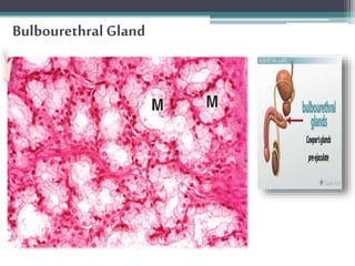 The Male Reproductive System | PPTX | Reproductive Health | Diseases ...