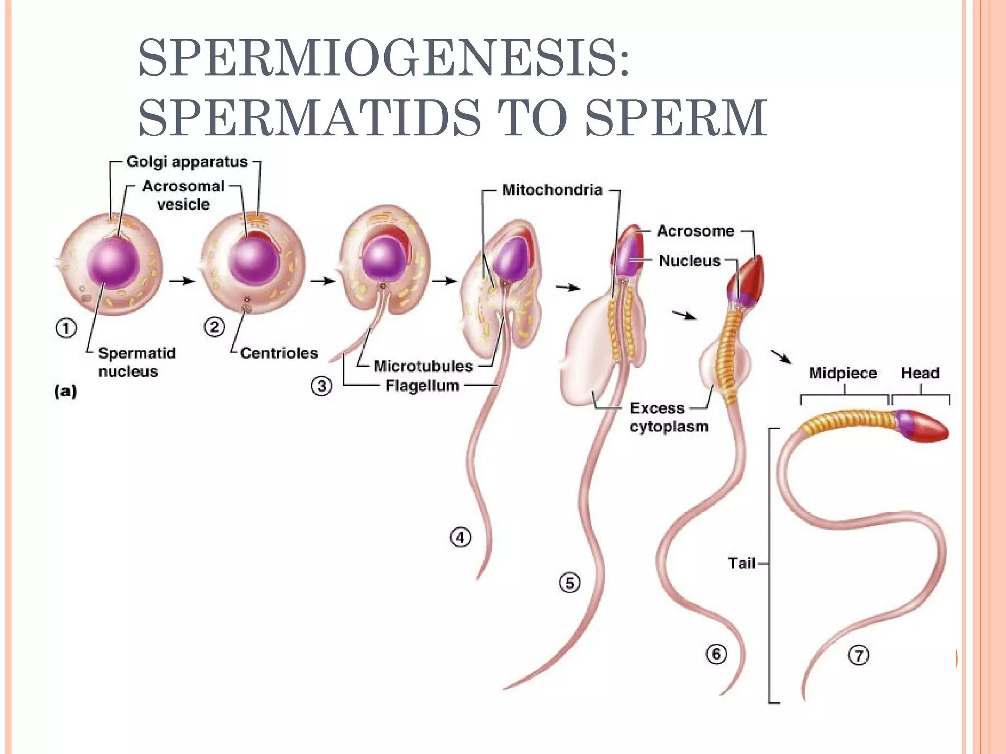 The male reproductive system | PPT